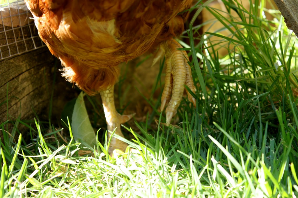 Happychooks.org